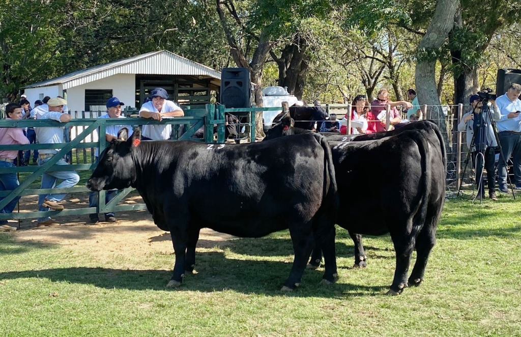 Gran muestra Angus, por 8º año consecutivo, en la Rural de Florida ...